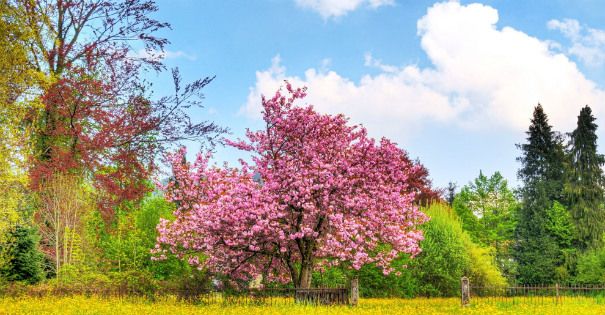 Piante, fiori e frutti: al Bioparco di Sicilia arriva la festa di primavera