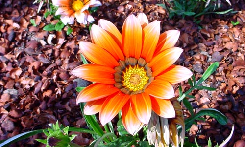 "La Zagara": le piante rare in mostra all'Orto Botanico